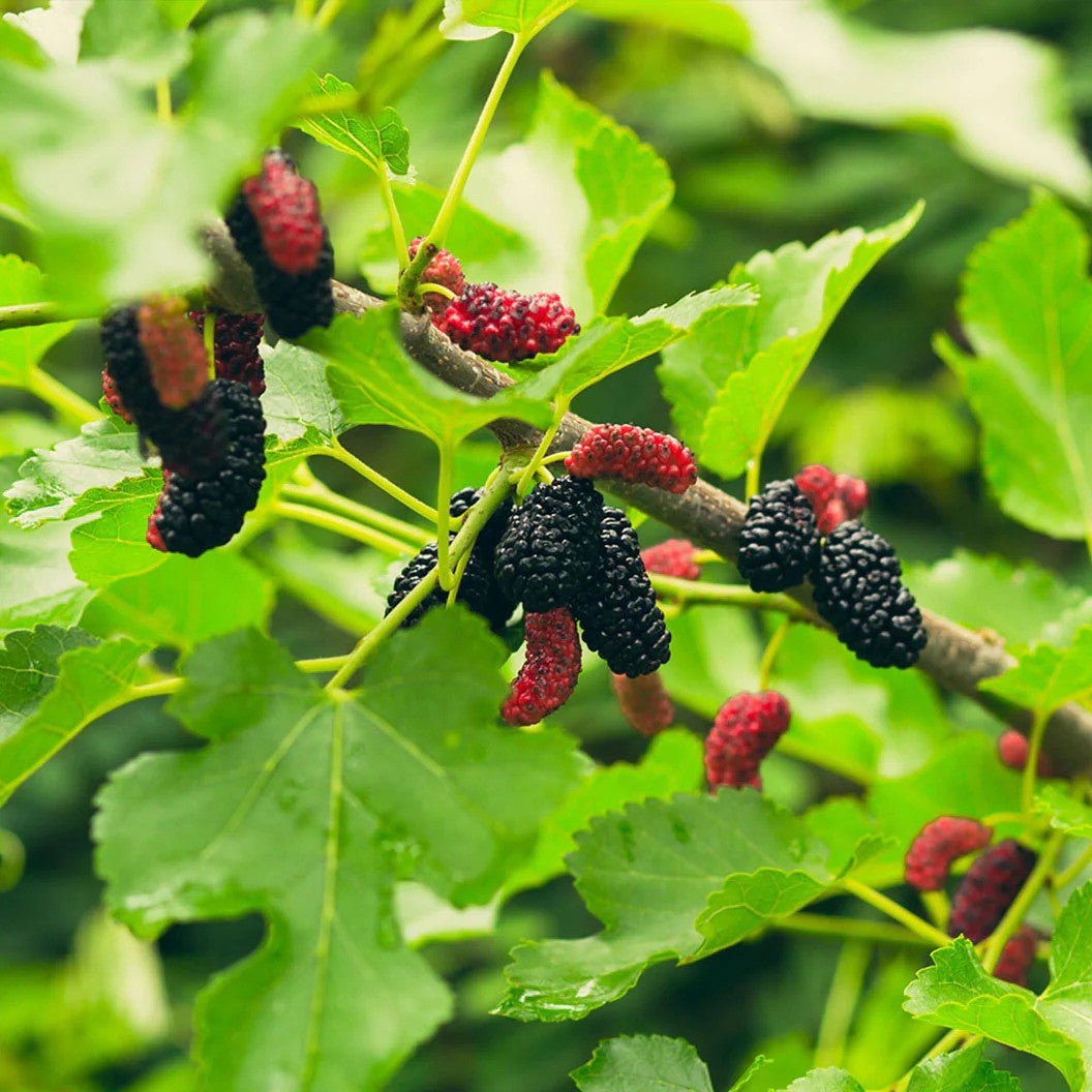 Mulberry - Local pickup or delivery in Cincinnati, Ohio