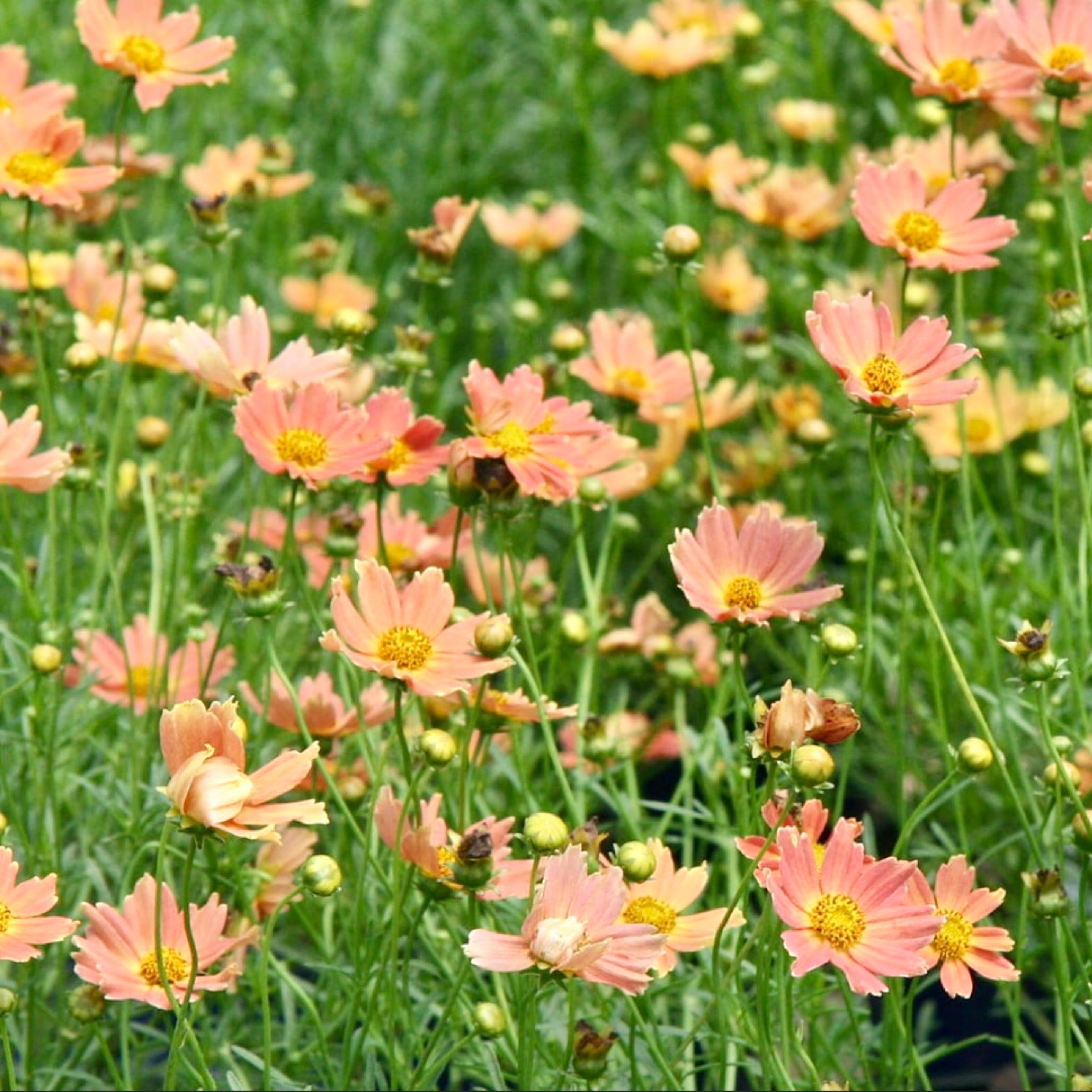 Coreopsis 'Creme Caramel'