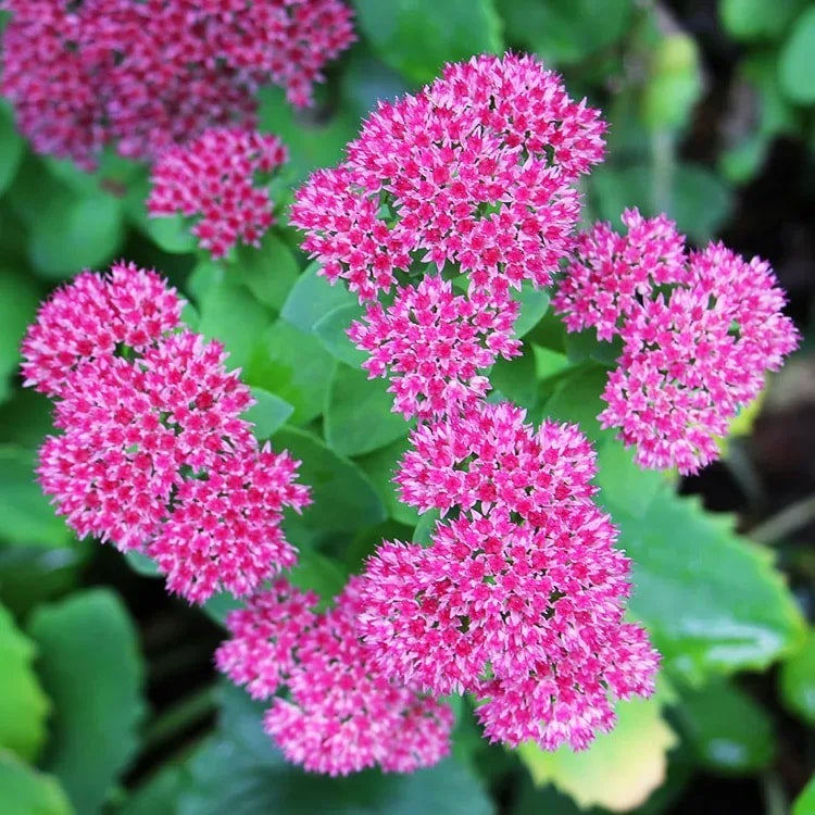 'Autumn Joy' Sedum - Local pickup or delivery in Cincinnati, Ohio