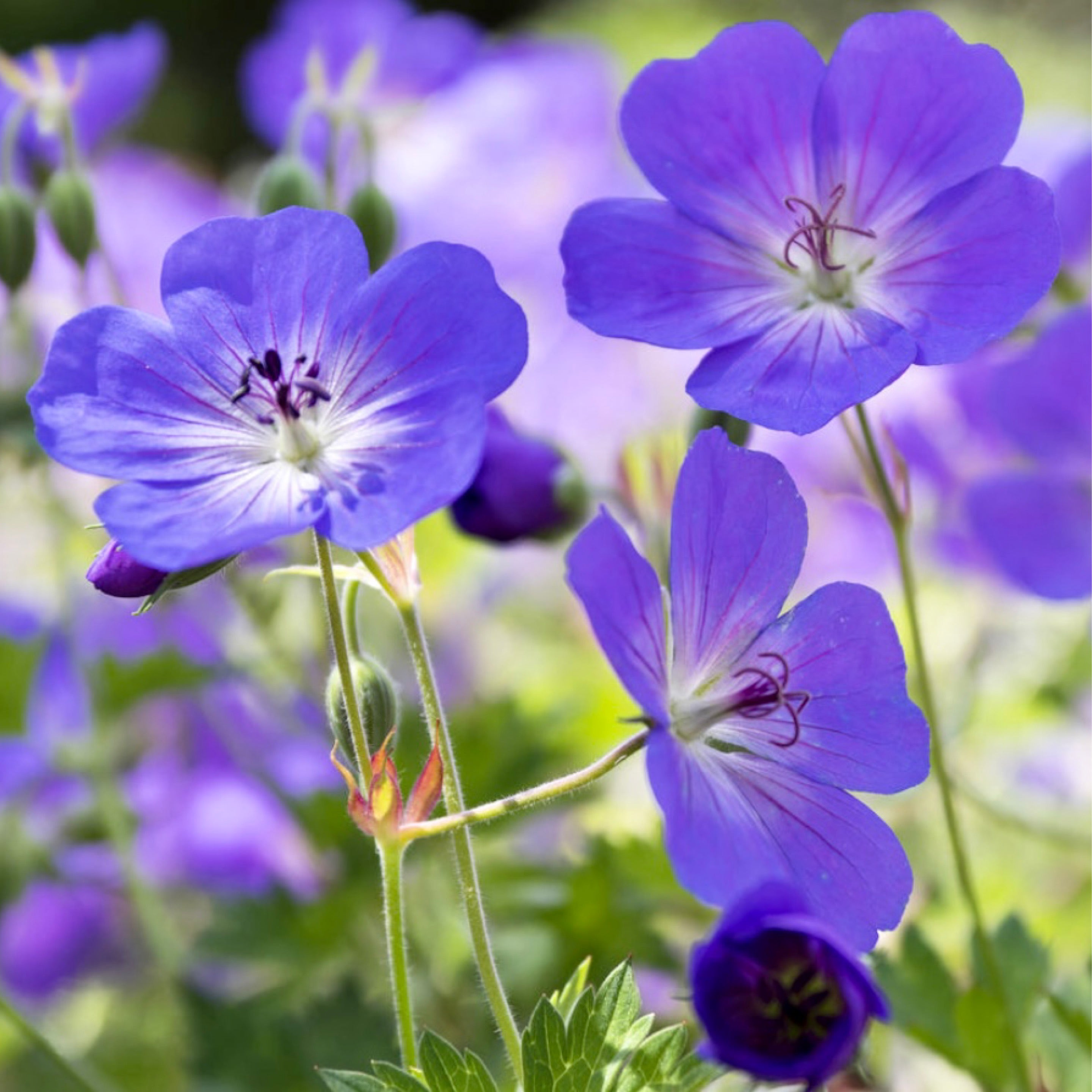 'Brookside' Geranium - Local pickup or delivery in Cincinnati, Ohio
