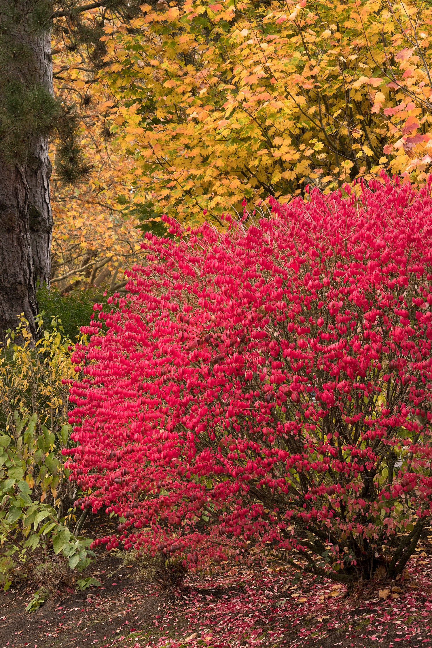 Dwarf Burning Bush - Local pickup or delivery in Cincinnati, Ohio