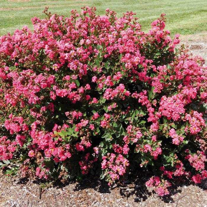 Bellini Raspberry Crape Myrtle