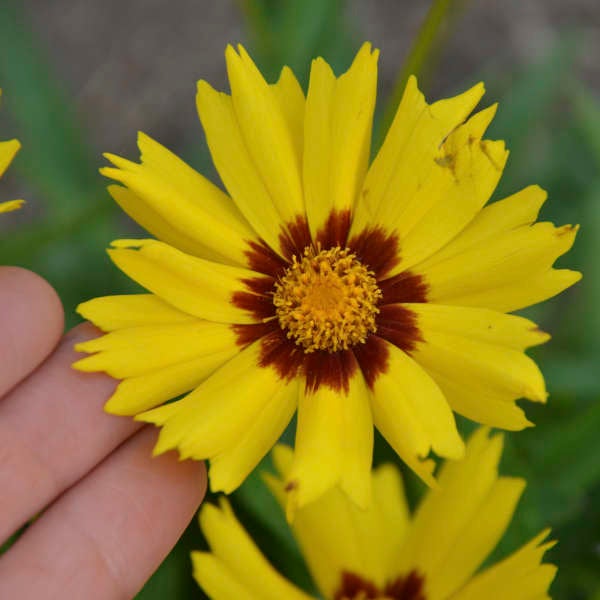 Sunkiss Coreopsis