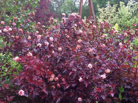 'Lady in Red' Ninebark