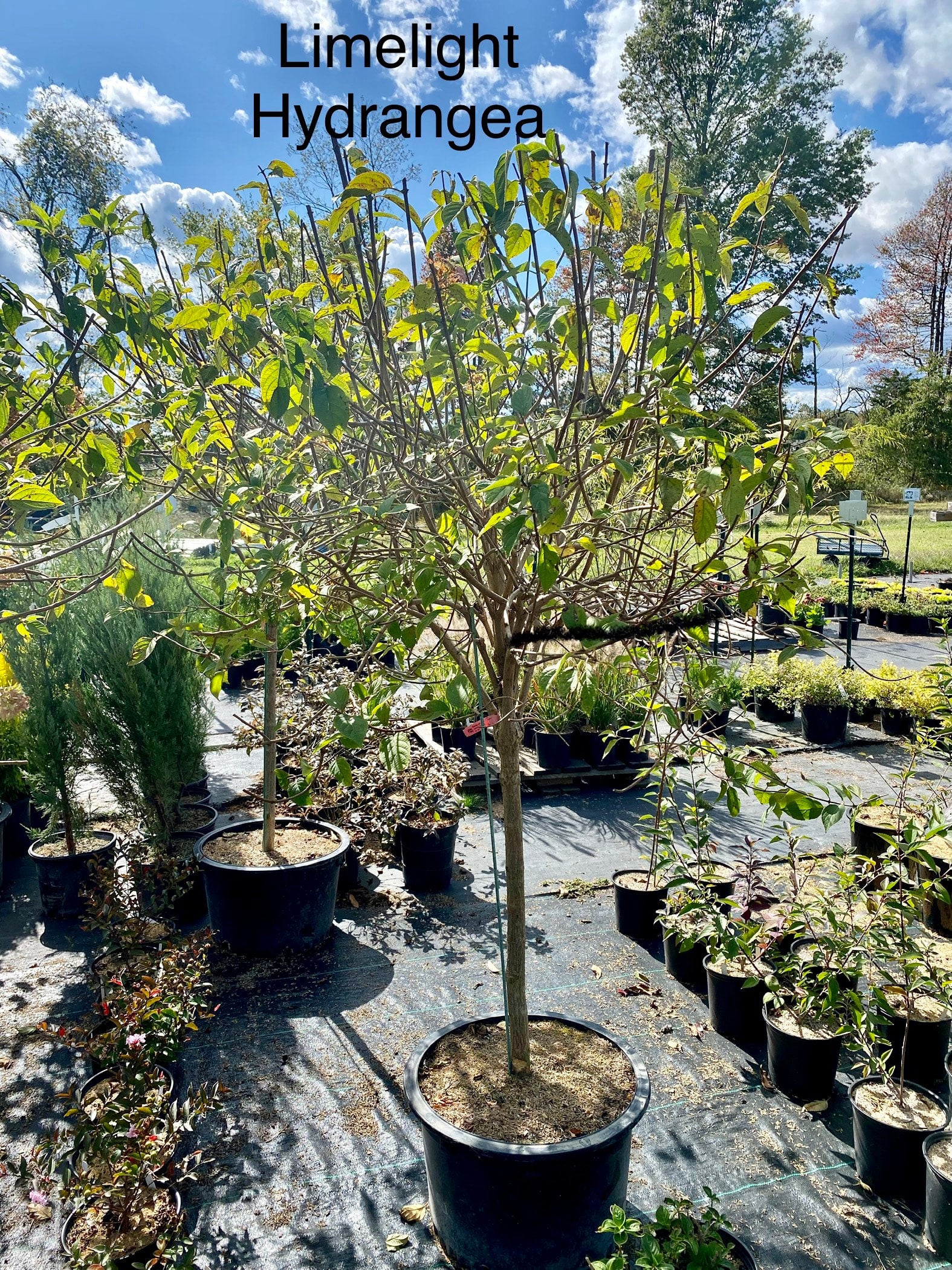 Limelight Tree Form Hydrangea (10-Gallon)