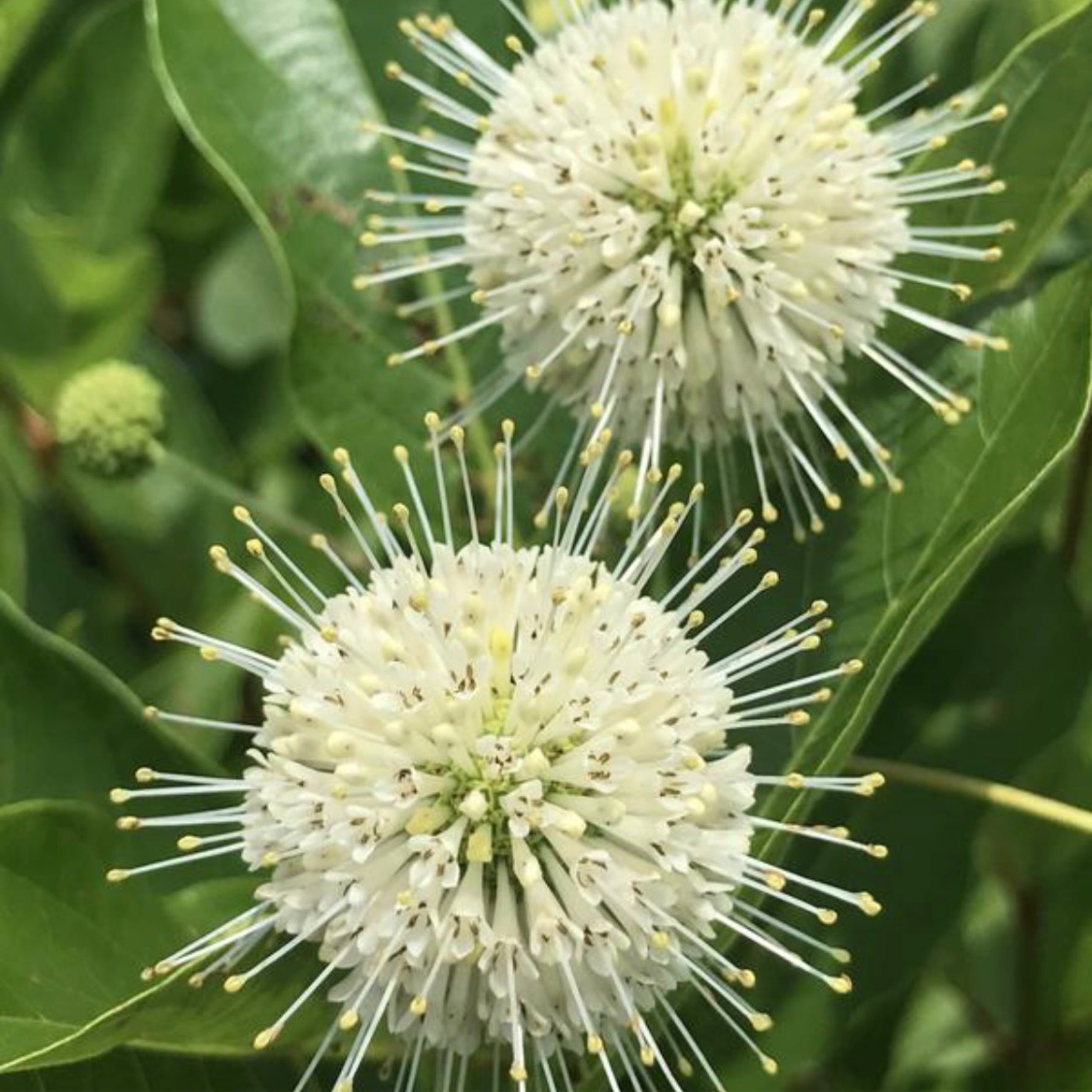 Buttonbush 'Magical Moonlight' (3 gallon)