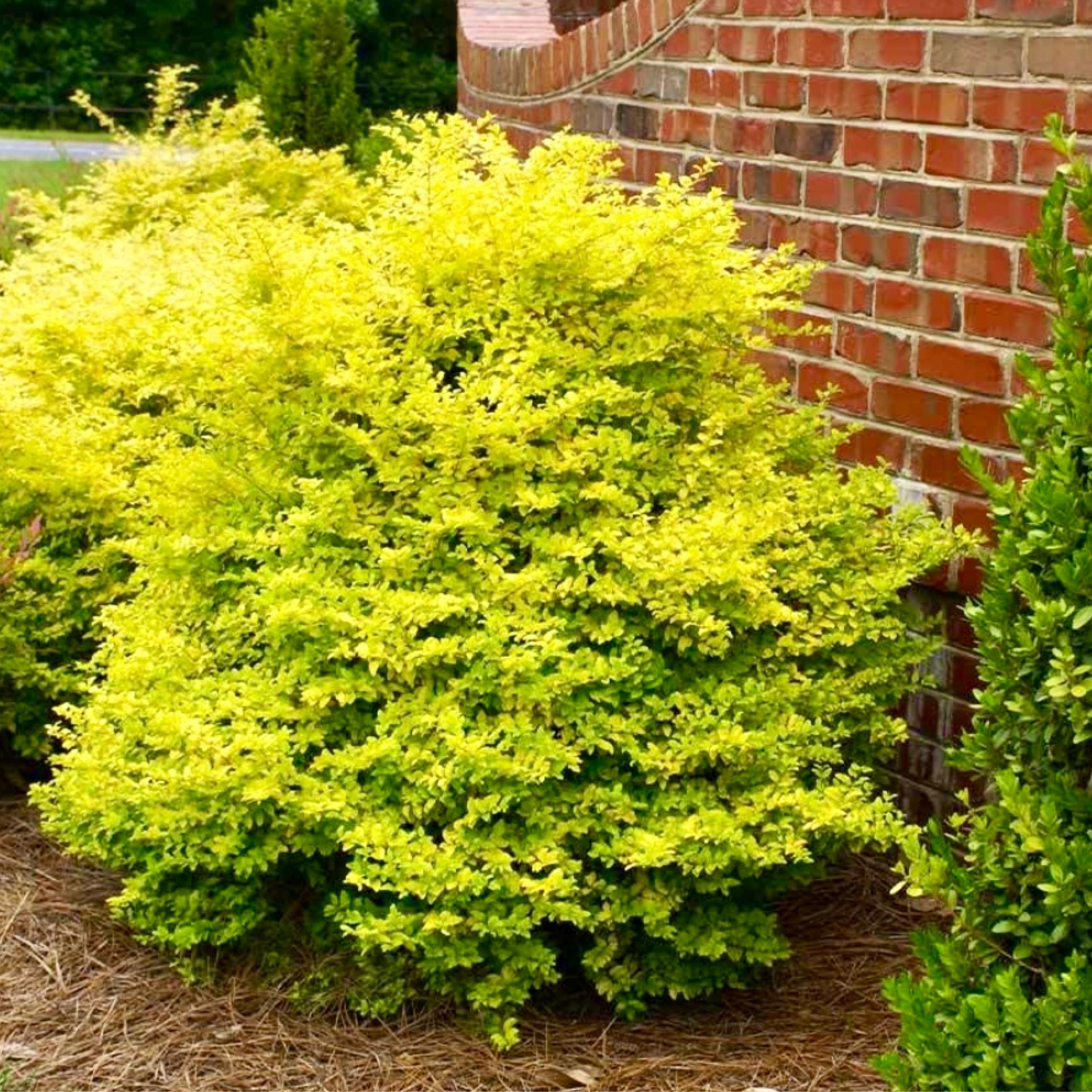 Sunshine Privet (Ligustrum)