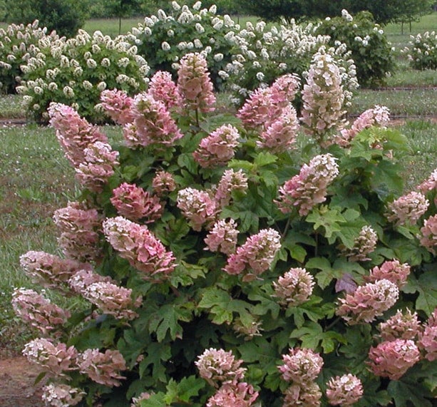 Hydrangea 'Ruby Slippers'