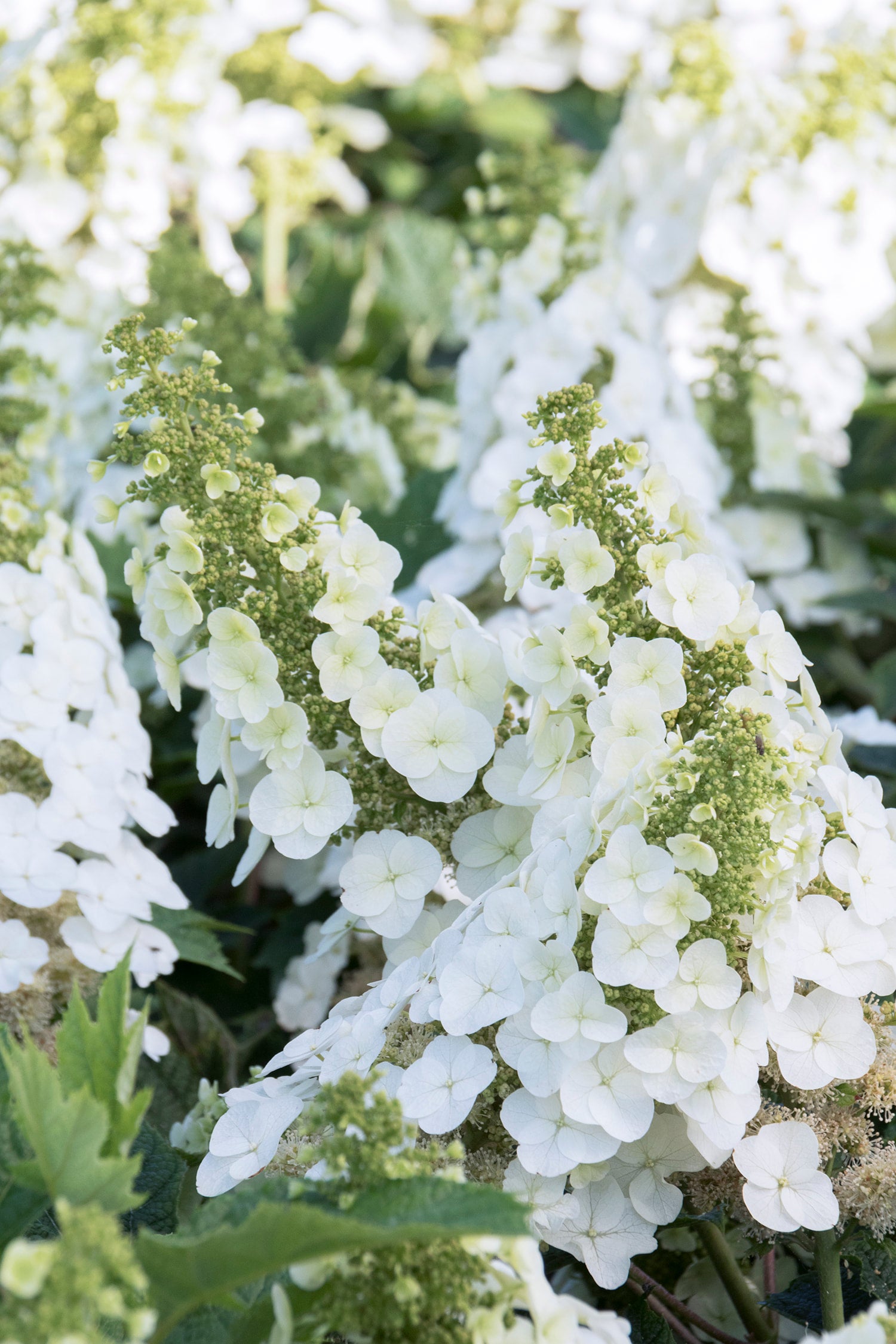 Hydrangea 'Ruby Slippers'