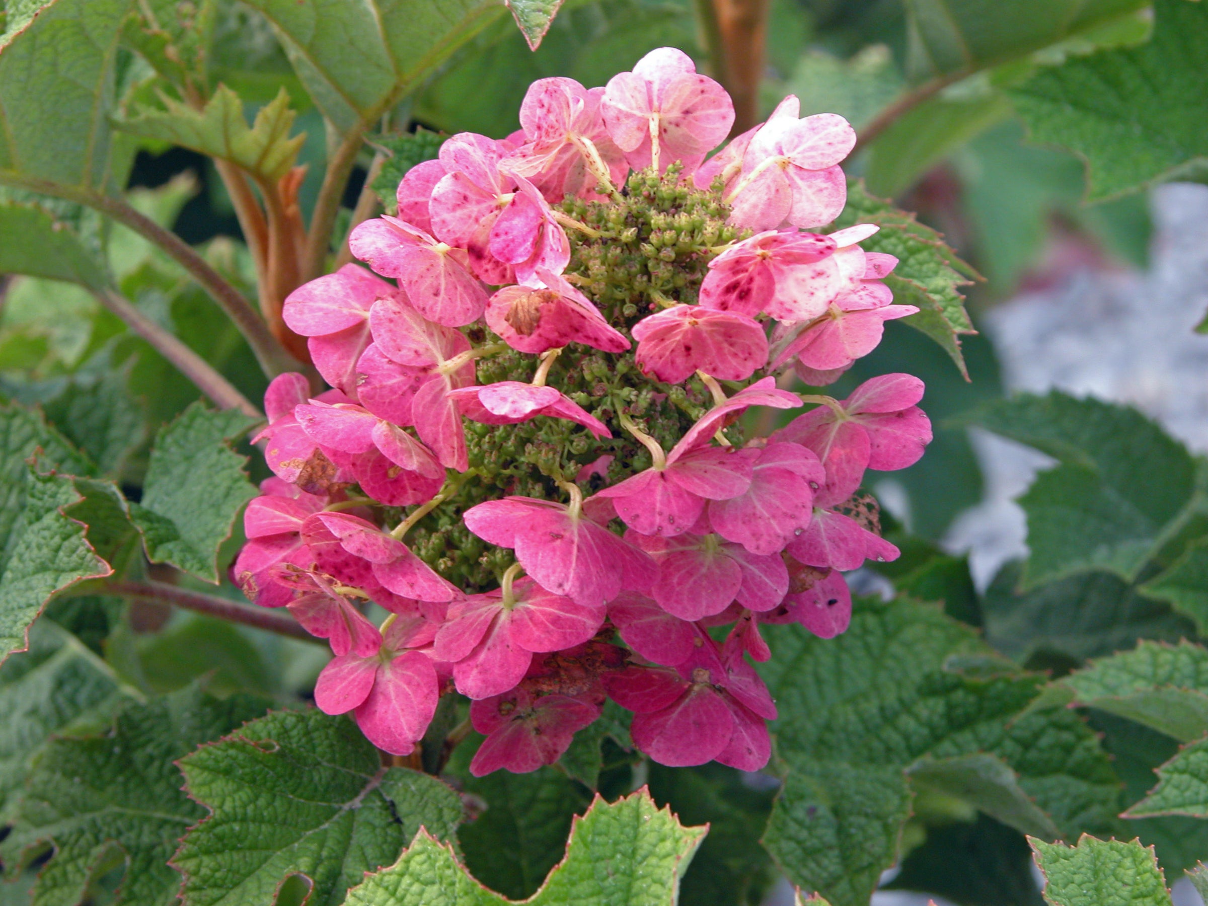 Hydrangea 'Ruby Slippers'