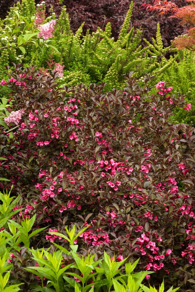 'Java Red' Weigela